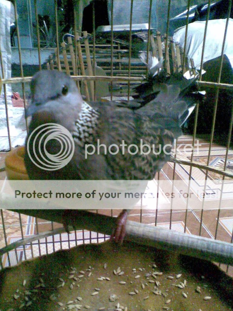 bán chim cu cườm gáy 10884034 | Rongbay.com