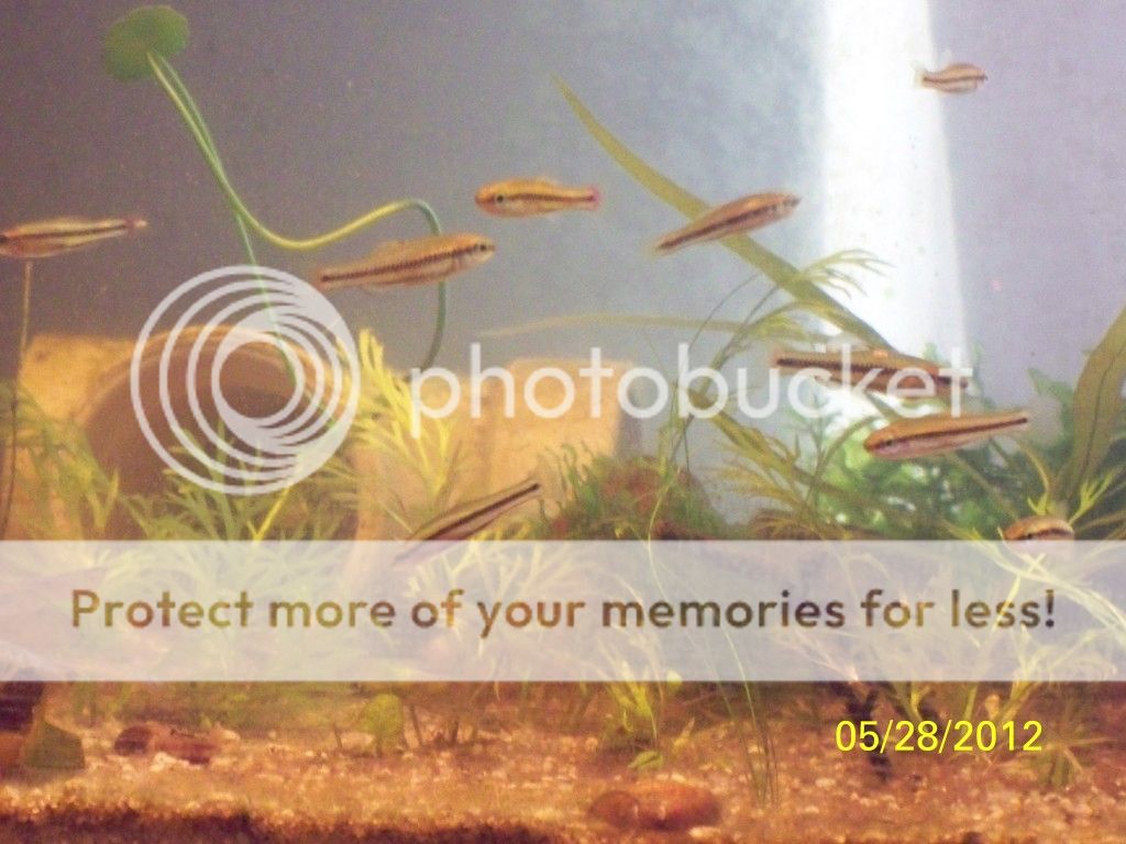 Native keepers? | Page 2 | The Planted Tank Forum