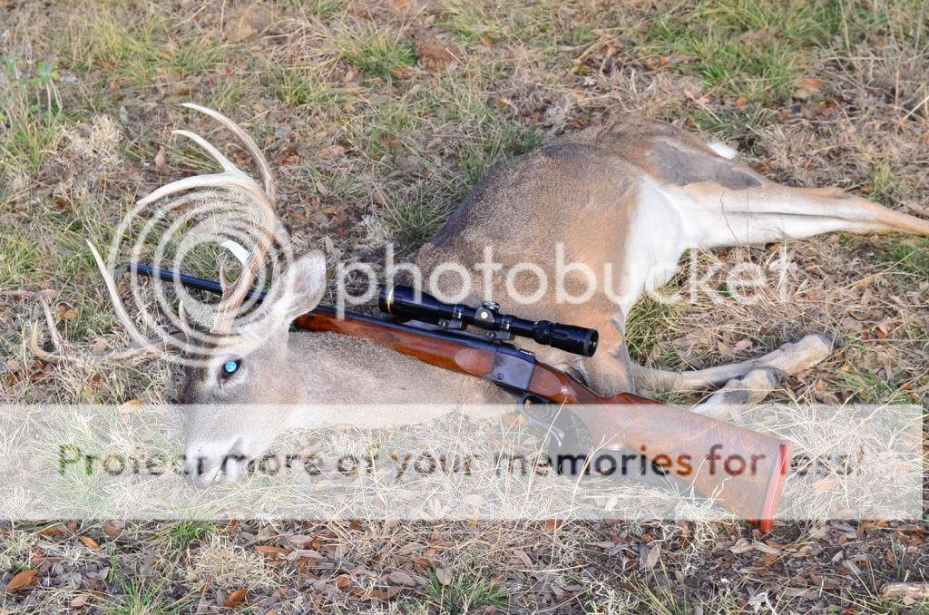 Stock Factory Rifle and Game - Pics - 24hourcampfire