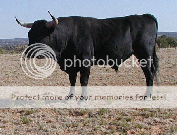 The world's wildest bull ride.... - 24hourcampfire