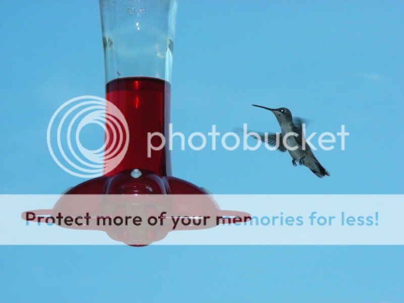 Hummingbirds in the yard - 24hourcampfire