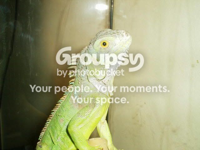 Garfield - our Iguana iguana | Reptile Forums