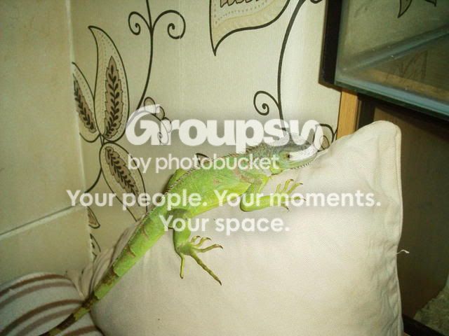 Garfield - our Iguana iguana | Reptile Forums