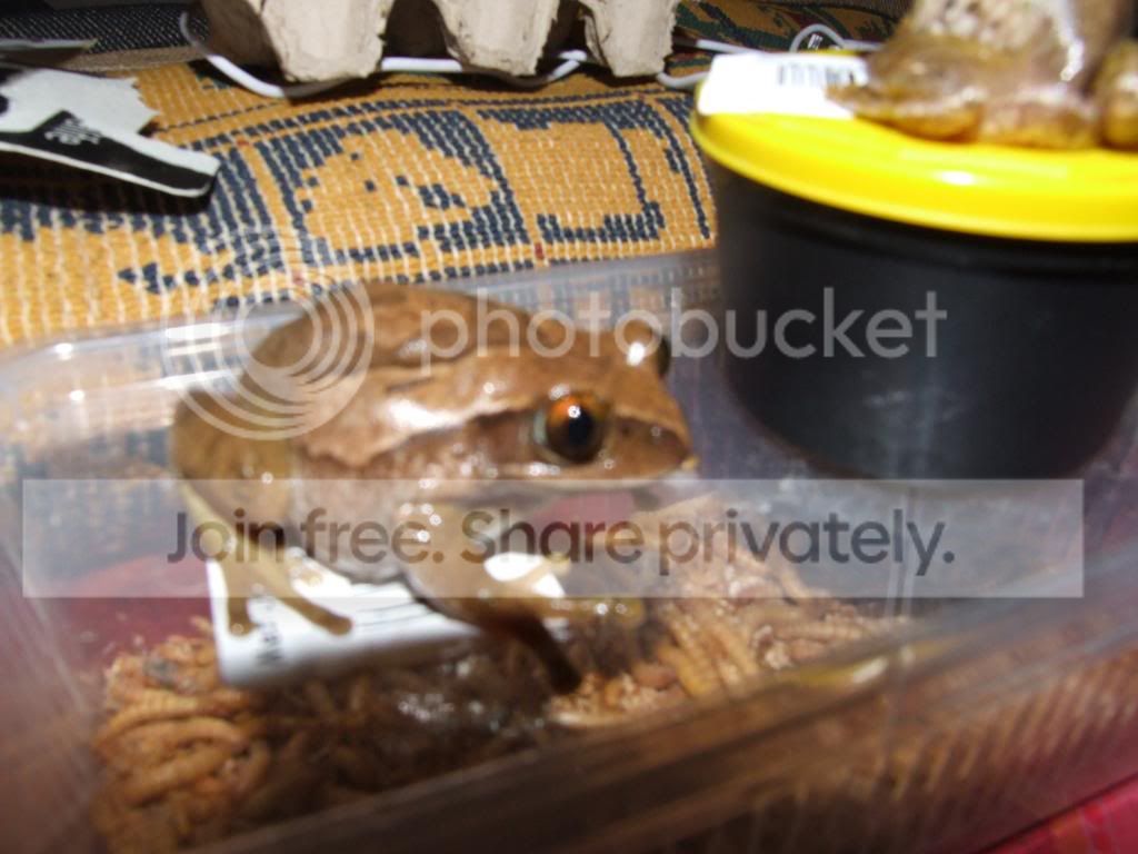 My new frogs | Reptile Forums